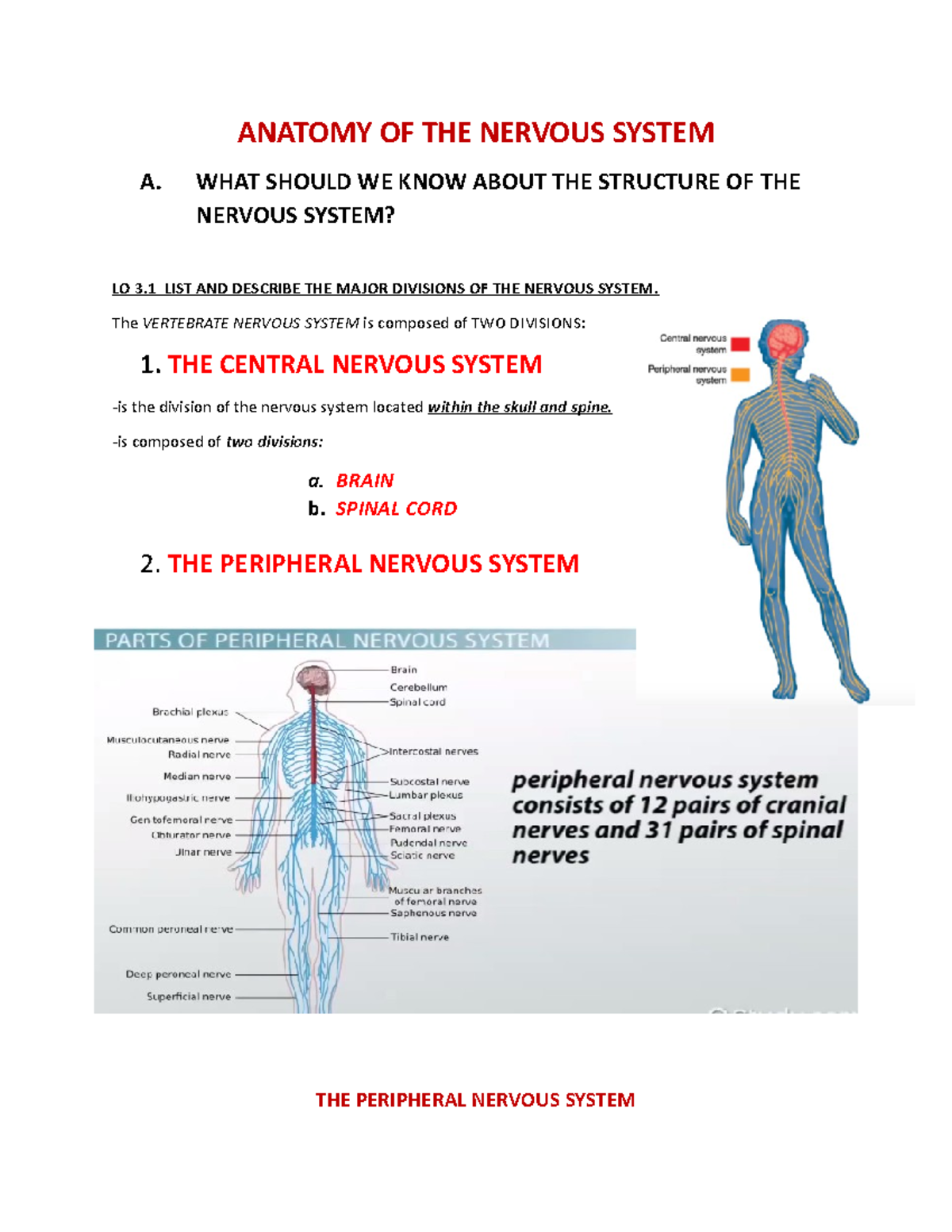 Anatomy of the Nervous System Notes - Copy - ANATOMY OF THE NERVOUS ...