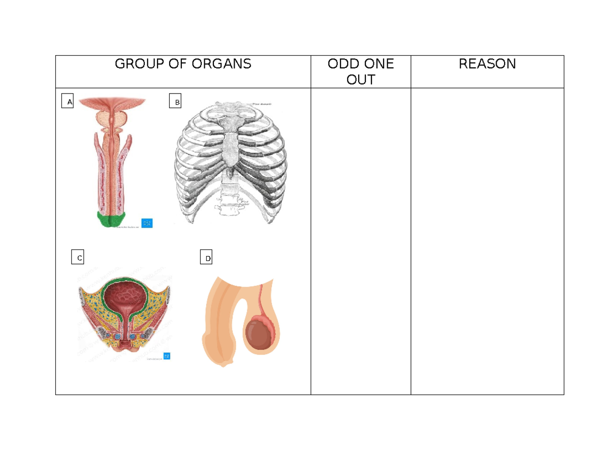 Group OF Organs - General Education - GROUP OF ORGANS ODD ONE OUT ...