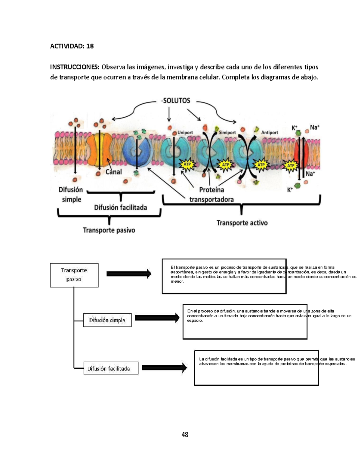 Transporte Membrana - Biología I - ACTIVIDAD: 18 INSTRUCCIONES: Observa ...
