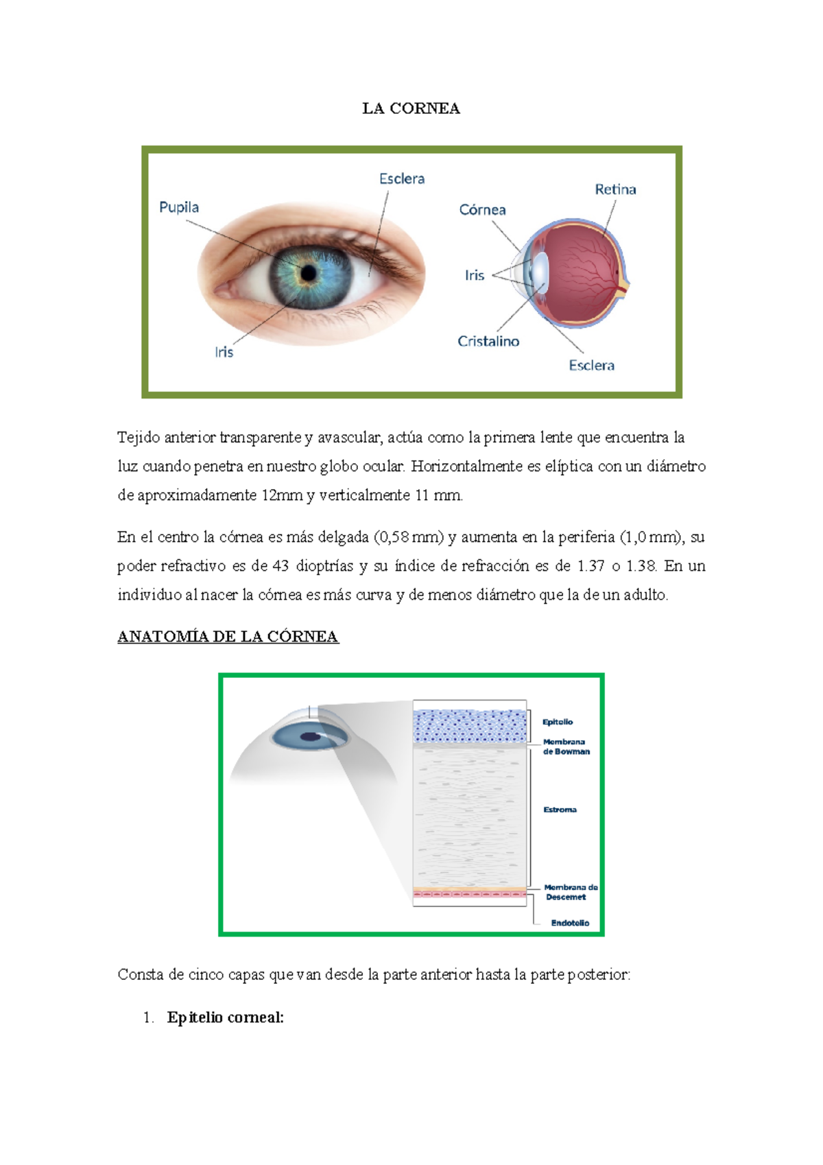 Cornea - Nota: 10,00 - LA CORNEA Tejido anterior transparente y ...