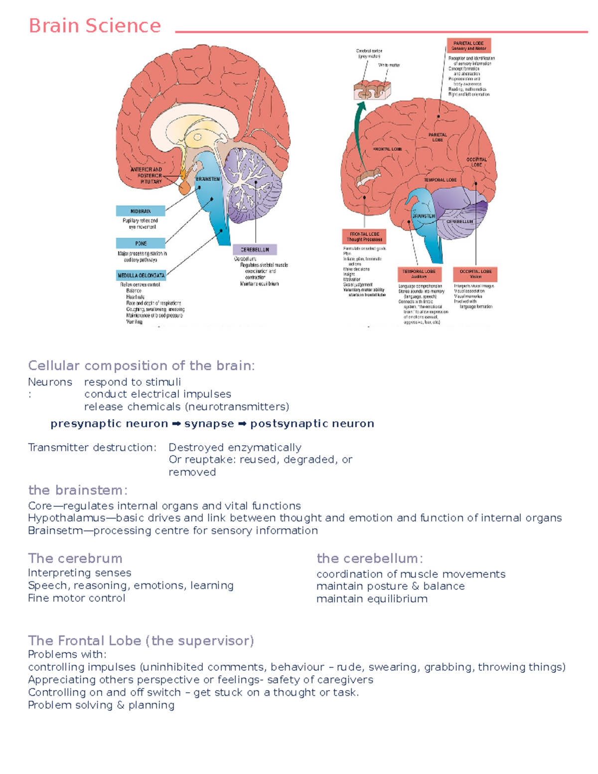 Brain Science (wk 2) - Lecture notes 2 - LUSL 3084 - Praxis V - St ...