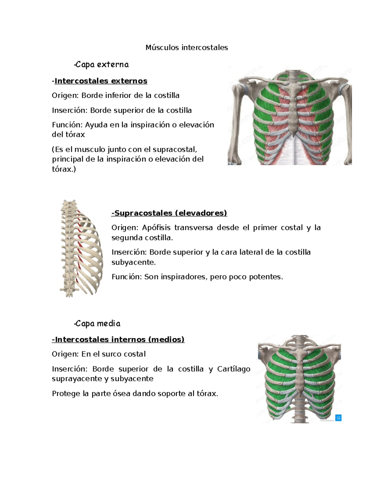 Musculos intercostales - Músculos intercostales - Capa externa ...