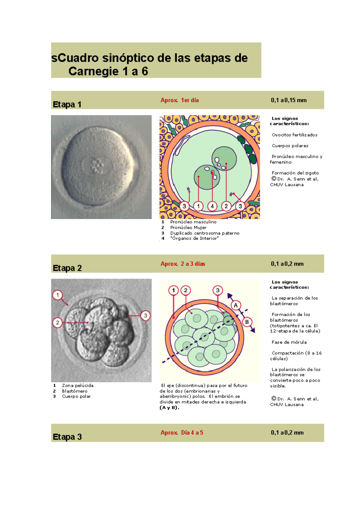 Etapas de carnegie - sCuadro de las etapas de Carnegie 1 a 6 Etapa 1 Aprox. 1er 0,1 a 0,15 mm ...