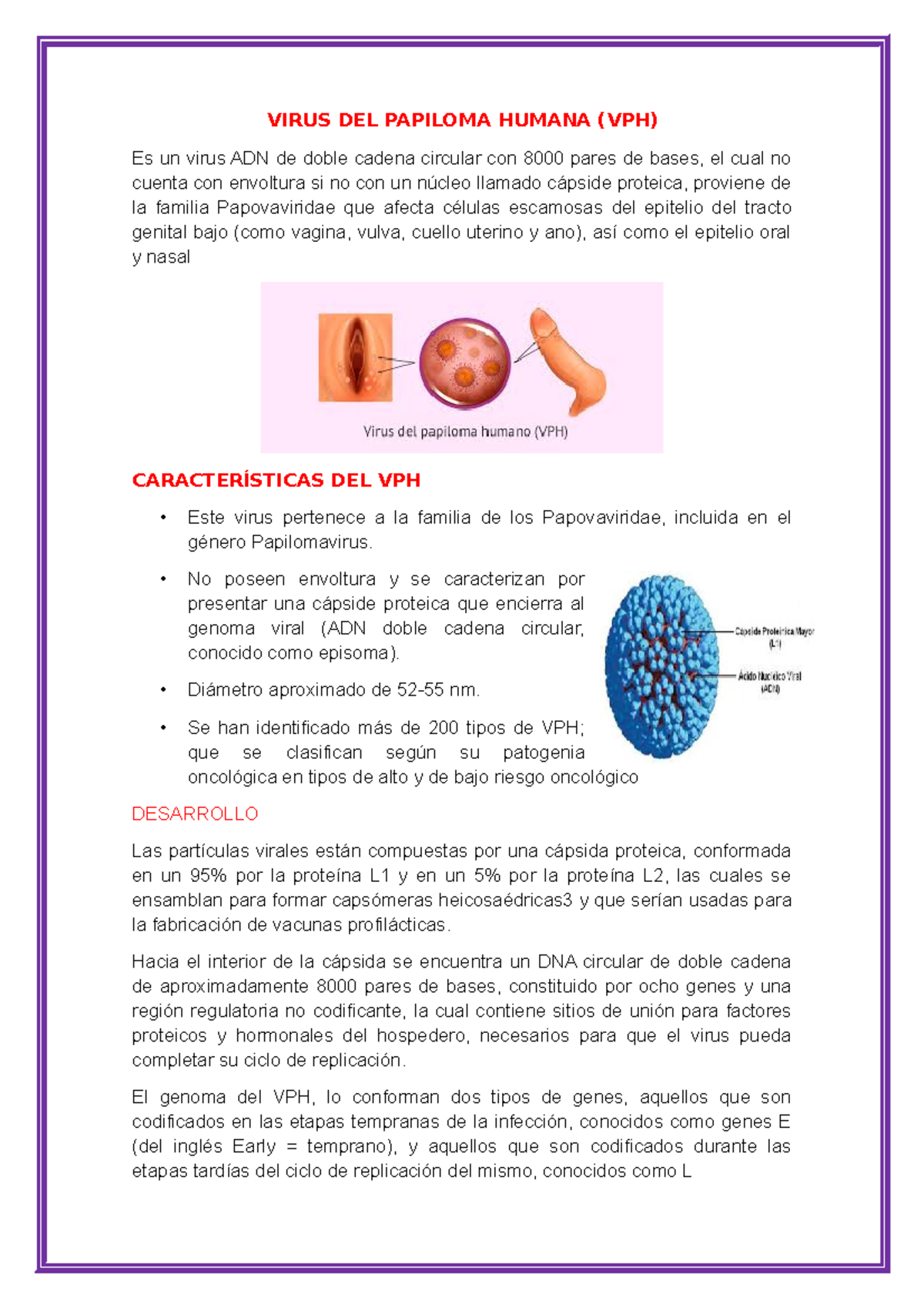 Concepto DEL Virus DEL Papiloma Humana - VIRUS DEL PAPILOMA HUMANA (VPH ...
