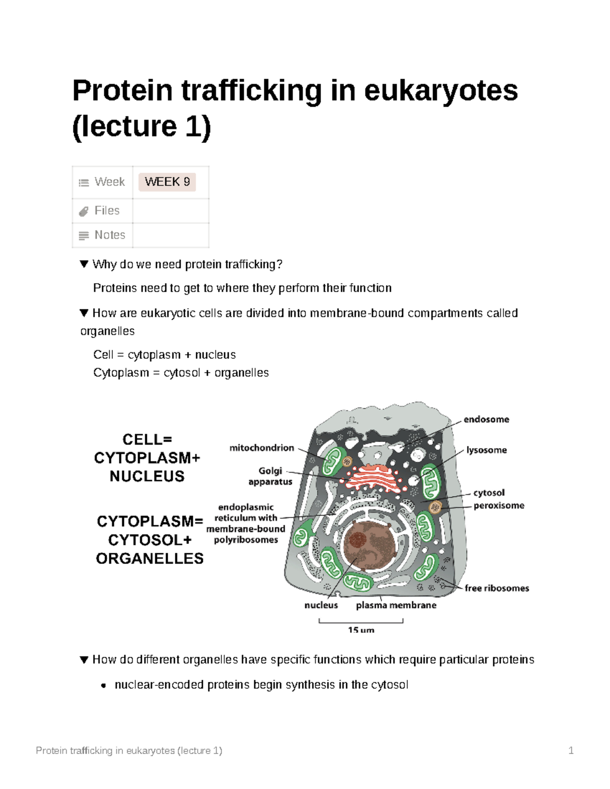 Protein trafficking in eukaryotes (lecture 1) - chloroplasts ...