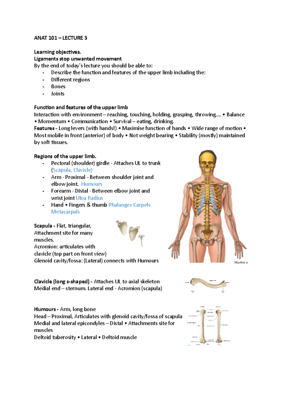 ANAT 101 lecture 3 - good - ANAT 101 – LECTURE 3 Learning objectives ...