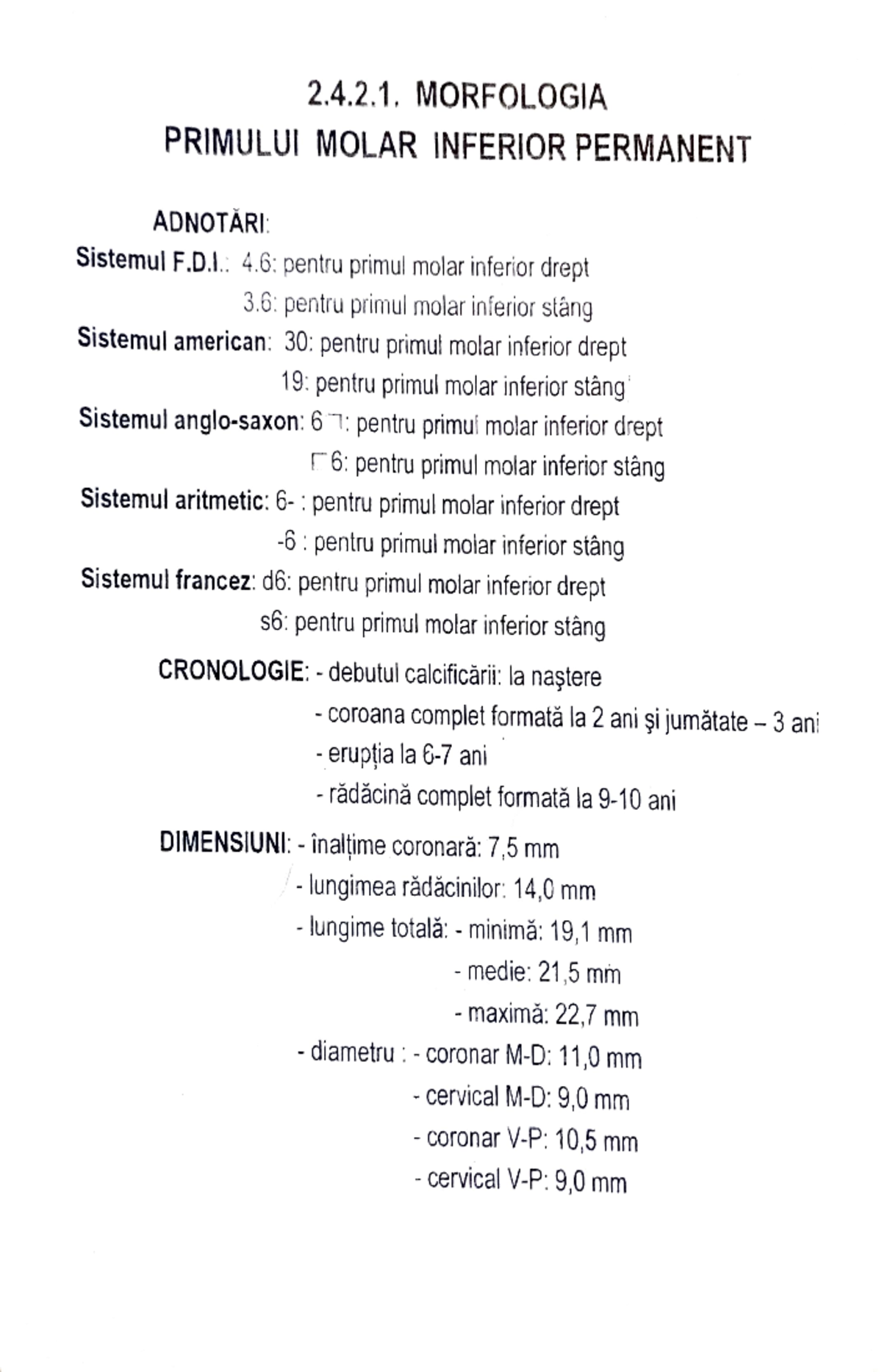 Molarii inferiori 1 - 2.4.2, MORFOLOGIA PRIMULUI MOLAR INFERIOR ...