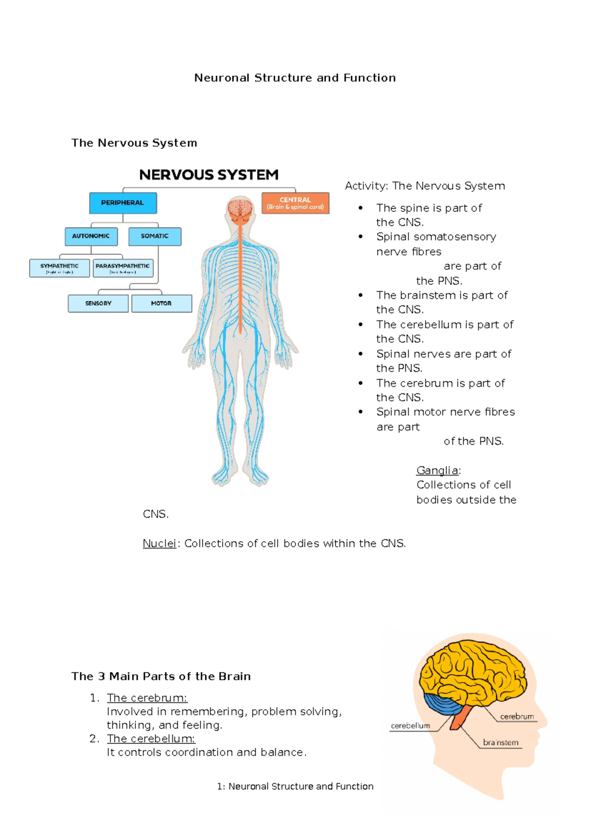 1- Neuronal Structure and Function - Neuronal Structure and Function The Nervous System Activity ...