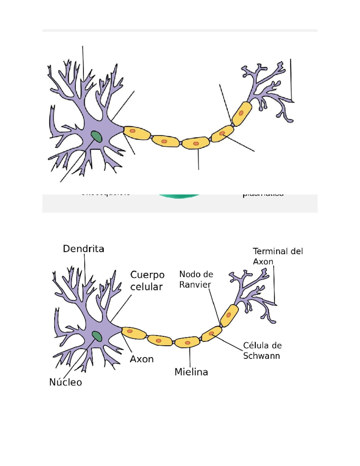 Base neurobio de la conducta - Comparación entre Neurona y Célula ...