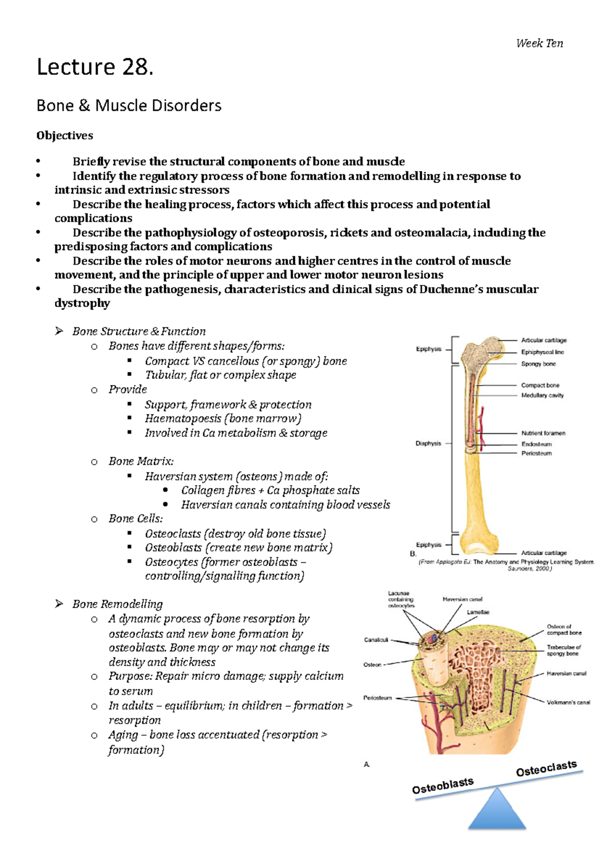 HUBS2505 Lecture 28 - Summary Notes - Lecture 28. Bone & Muscle ...