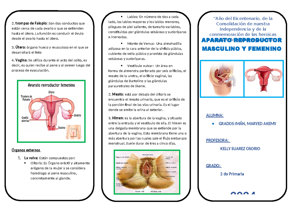 Triptico Aparato Reproductor Femenino Y Masculino - “Año del Bicentenario, de la Consolidación ...