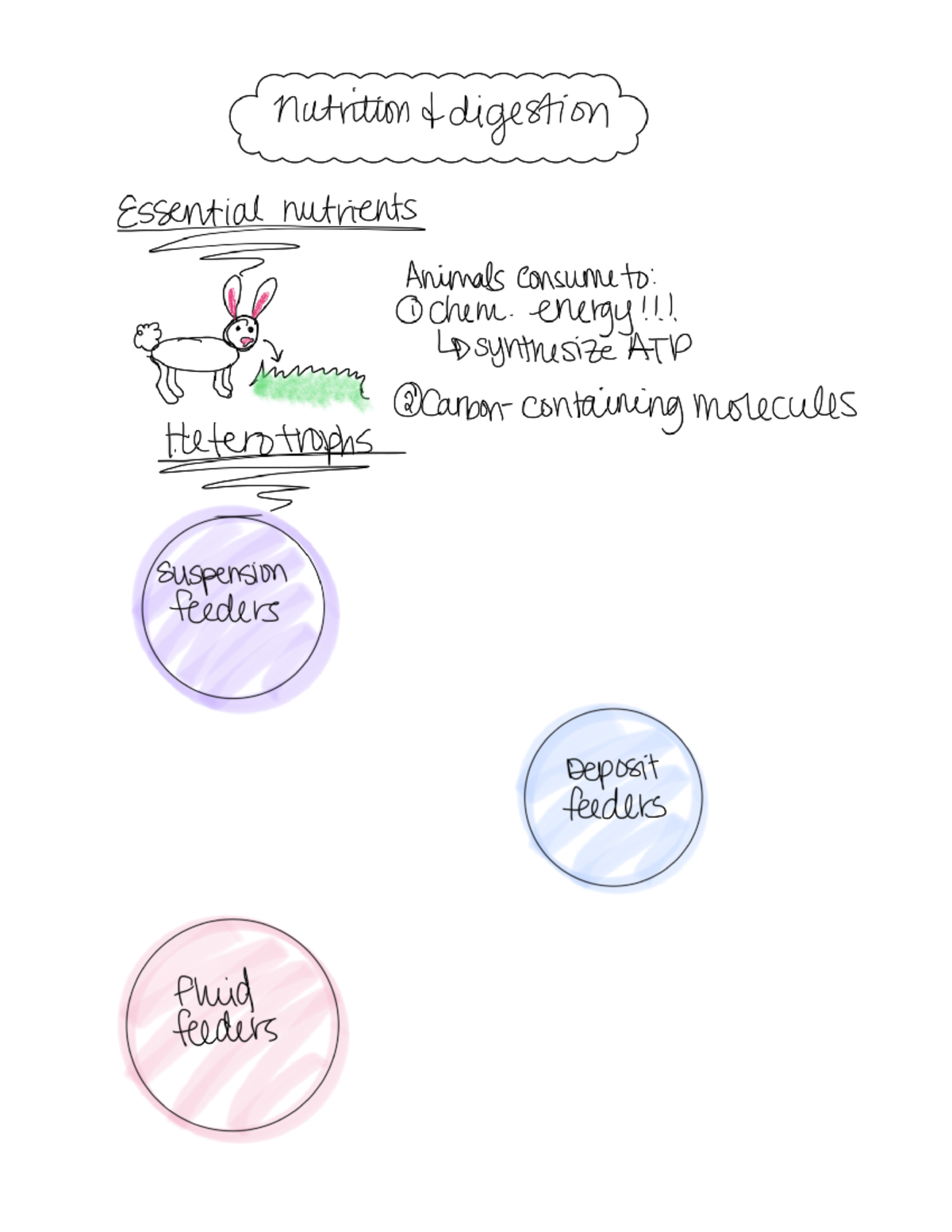 Nutrition digestion - Types of Heterotrophs, Storage of energy in ...