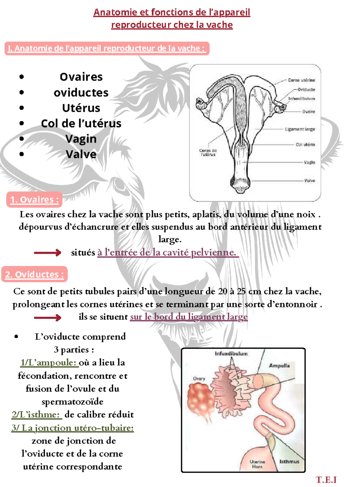 Anatomie et fonctions de l’appareil reproducteur chez la vache ...