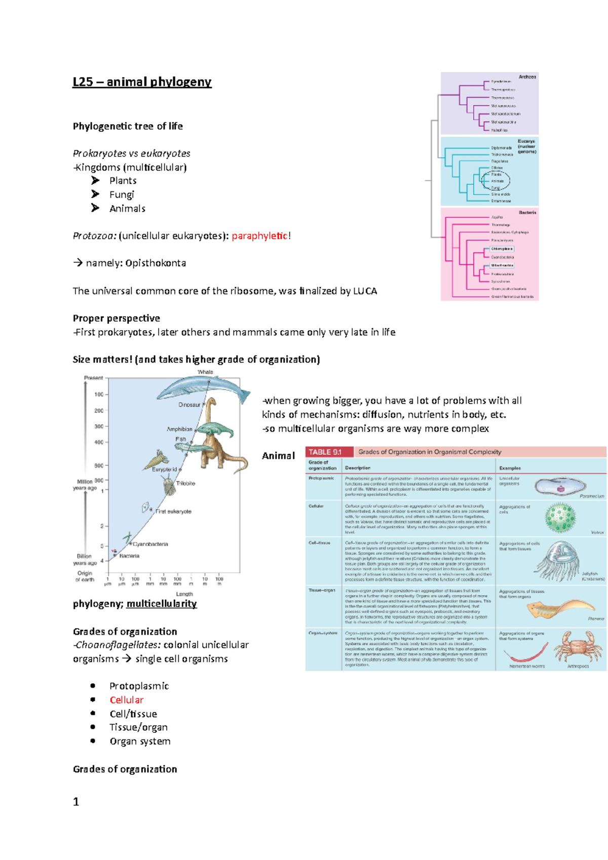 L25&L26 lecture notes - L25 – animal phylogeny Phylogenetic tree of ...