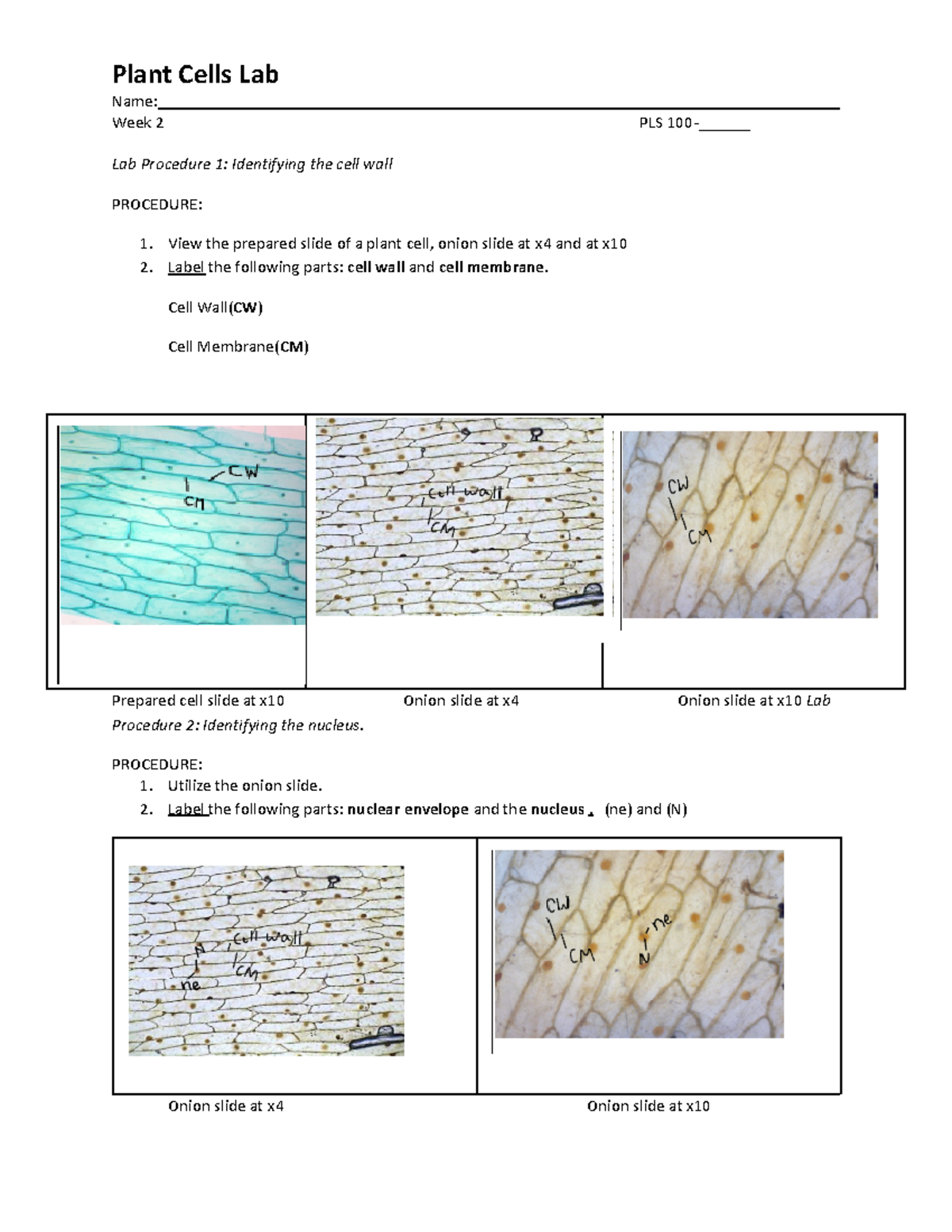 Cells Lab Assignment - Plant Cells Lab Name: Week 2 PLS 100-______ Lab ...