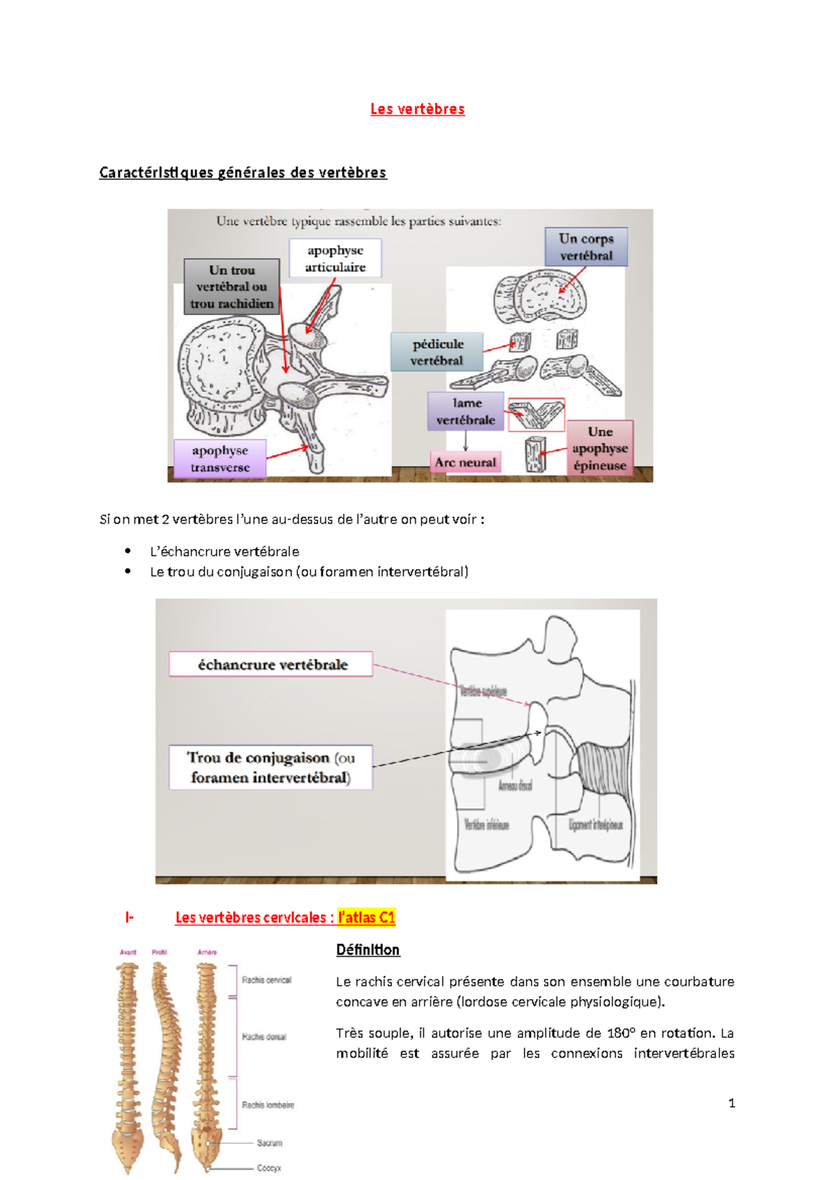Anatomie vertèbres - Les vertèbres Caractéristiques générales des ...