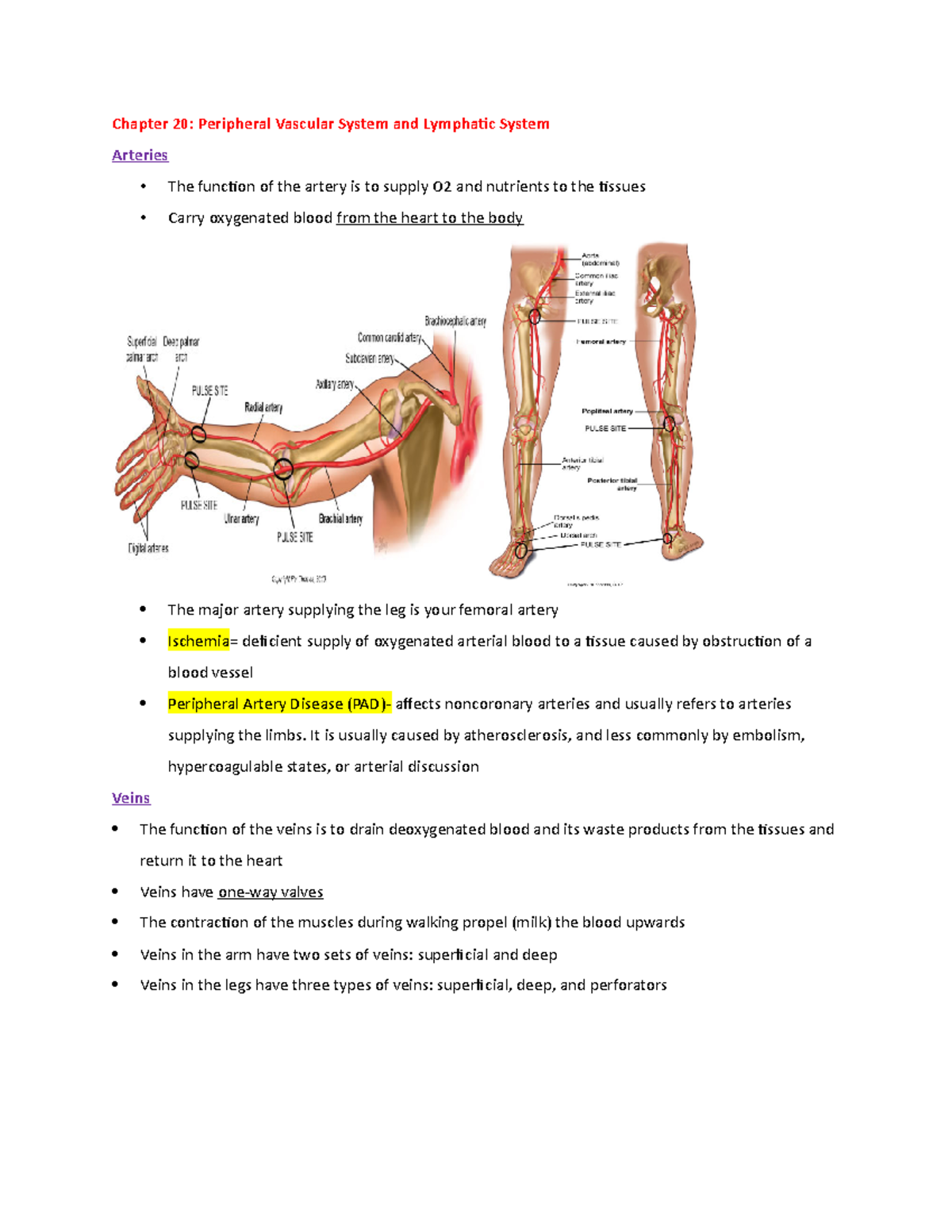 Chapter 20 (Peripheral Vascular system) - Chapter 20: Peripheral ...