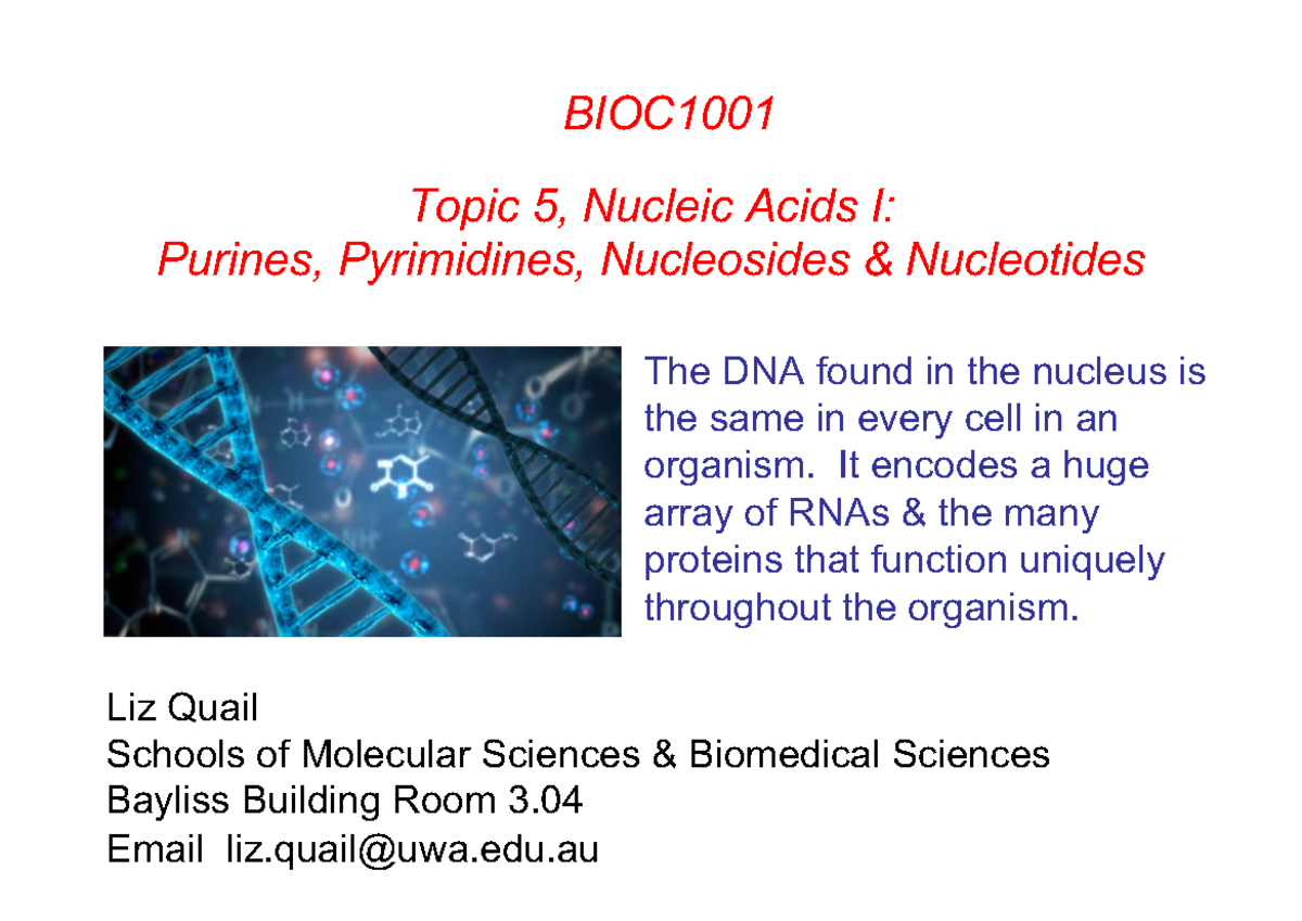 Nucleic Acids 1 Lecture - The DNA found in the nucleus is the same in ...