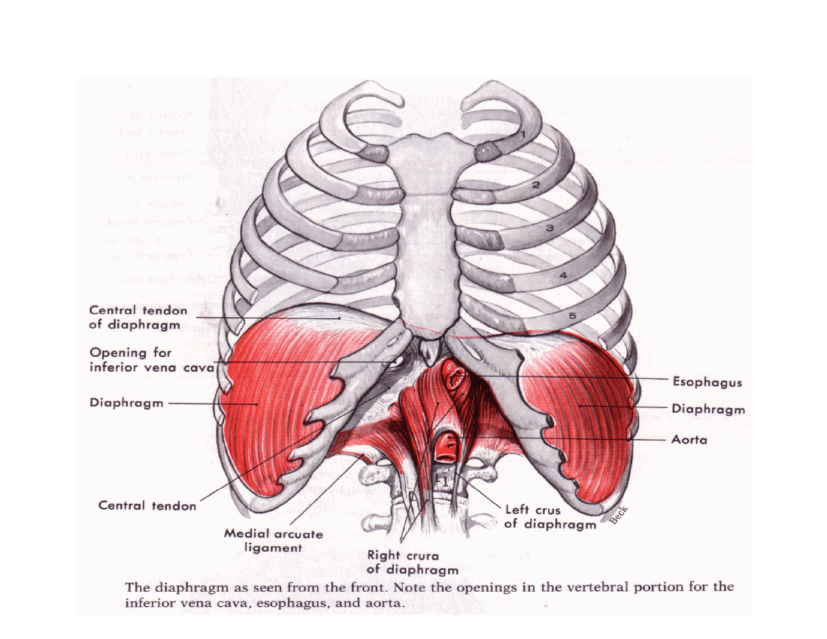 Muscles emi - AJHHAJKA - BIO205 - Studocu
