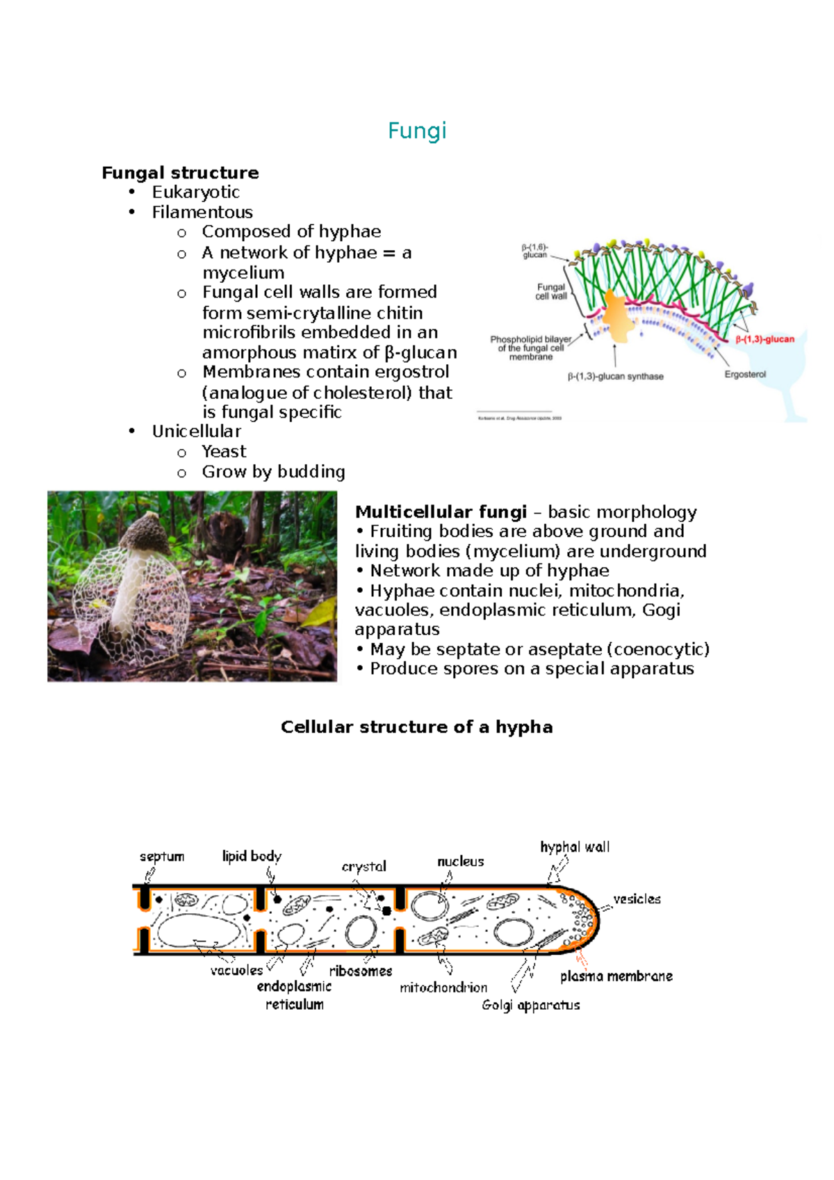 Week 9 Fungi - Lecture notes 9 - Fungi Fungal structure - Eukaryotic ...