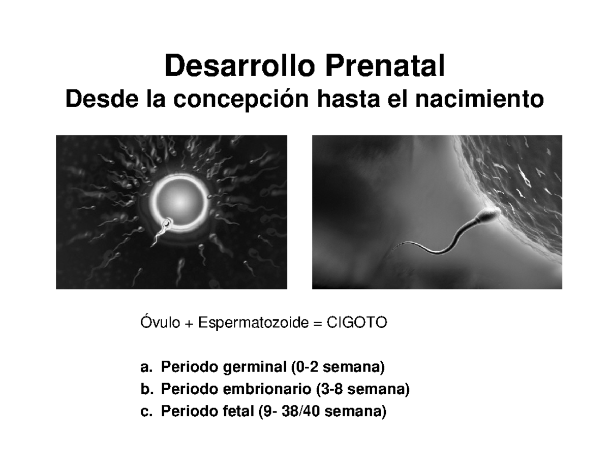 Desarrollo Prenatal - Periodo germinal semana) b. Periodo embrionario ...
