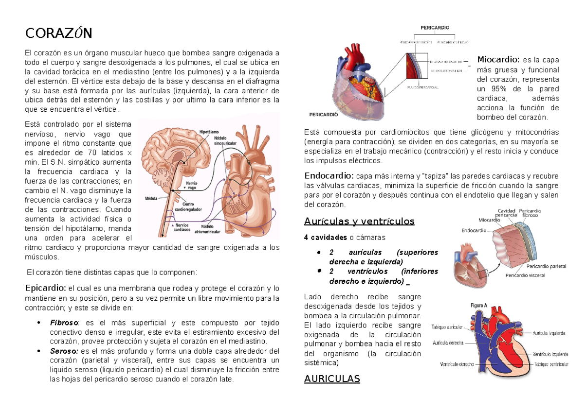 Corazón - resumen de la circulacion del corazon - CORAZ Ó N El corazón ...