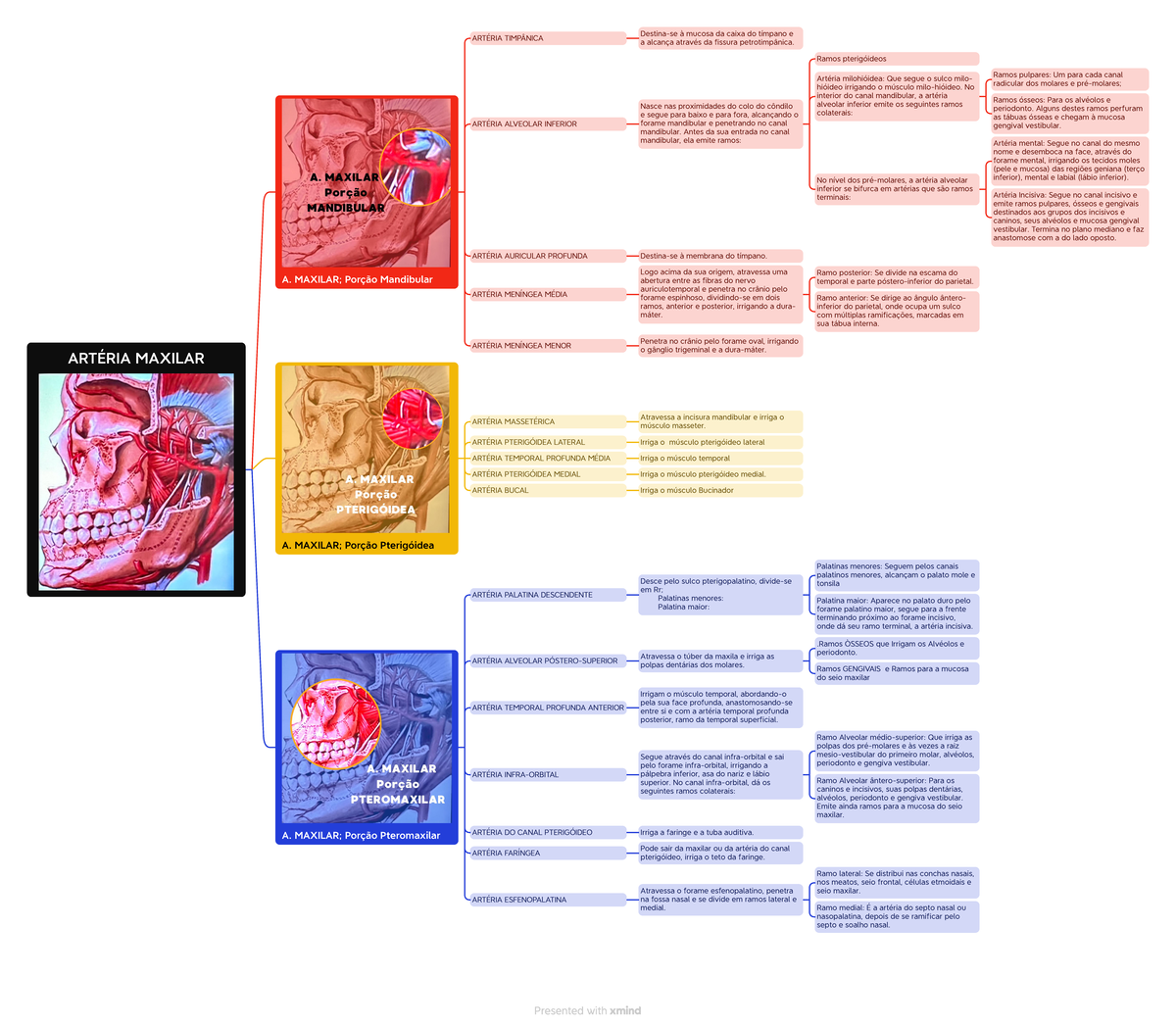 MAPA Mental ARTÉRIA Maxilar c imagens - ARTÉRIA MAXILAR A. MAXILAR ...