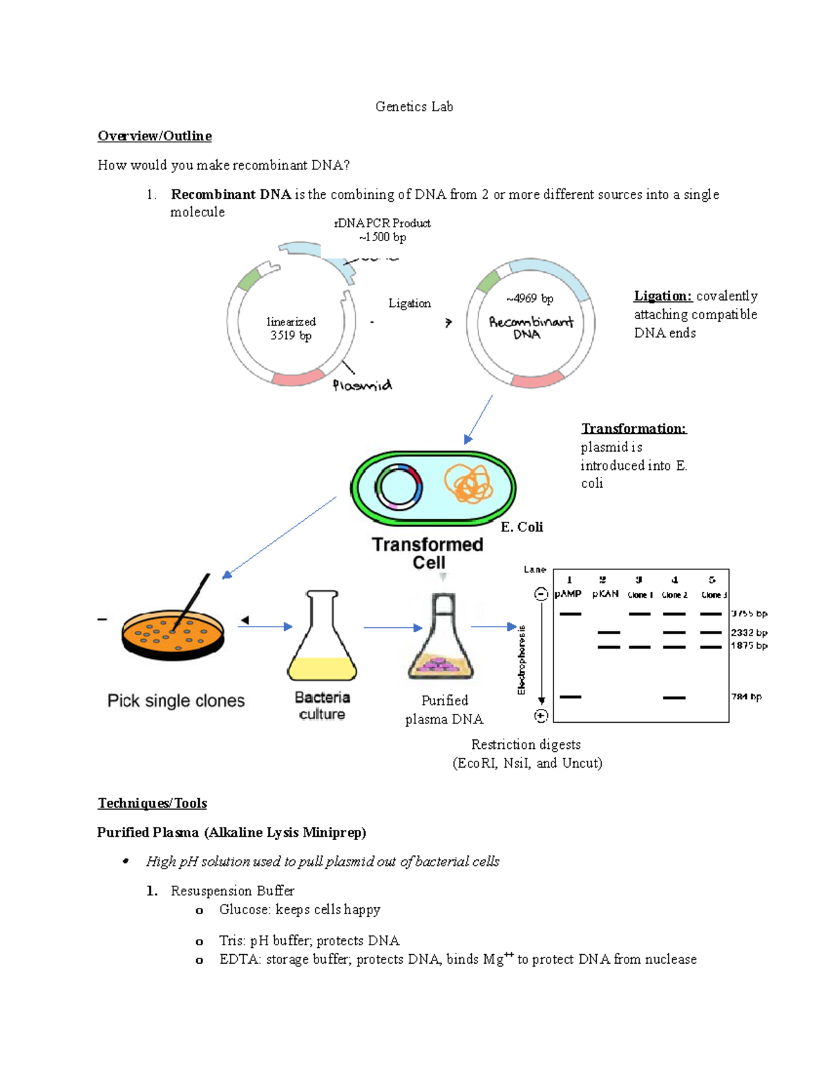 Genetics Lab Notes - Exam 1 - Genetics Lab Overview/Outline How would ...