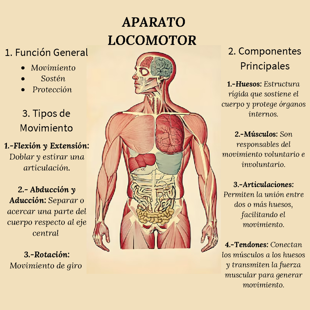 Aparato Locomotor - APARATO LOCOMOTOR 1. Función General Movimiento ...