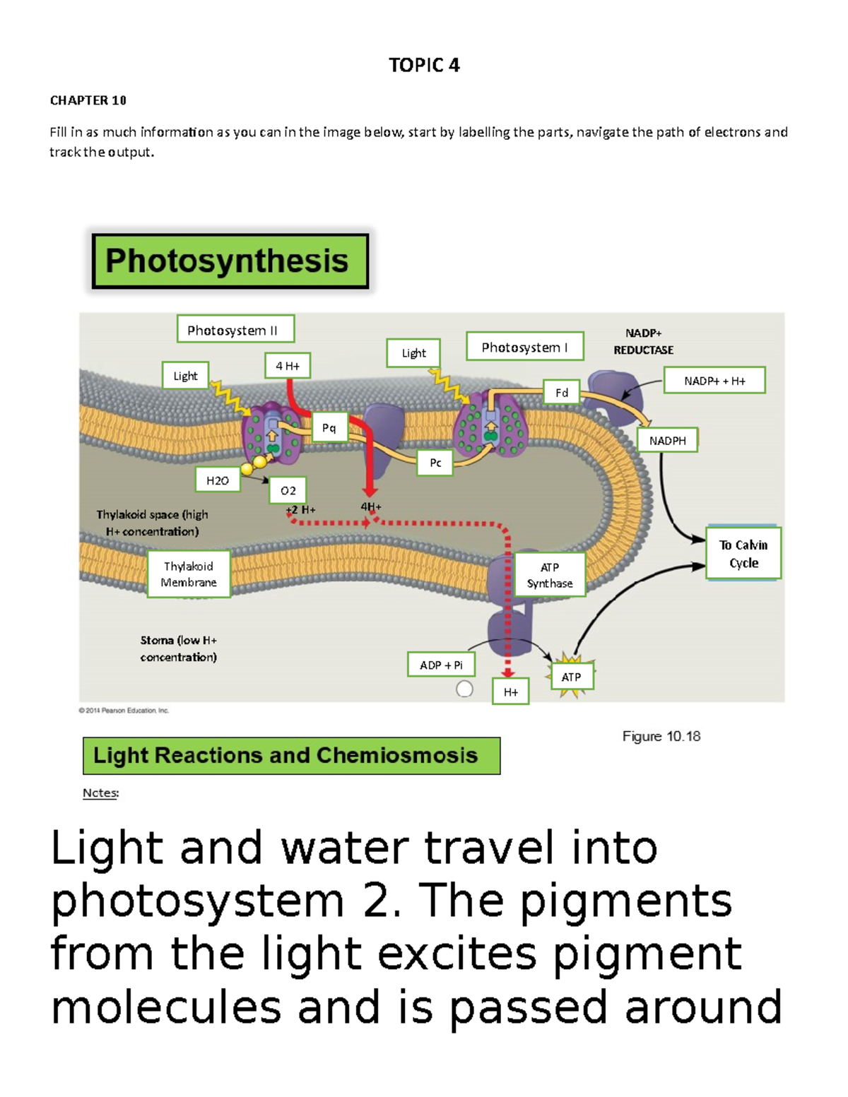 Bio 181 Ch 10-Photosynthesis Hw Neal Adam - TOPIC 4 CHAPTER 10 Fill in as much information as ...
