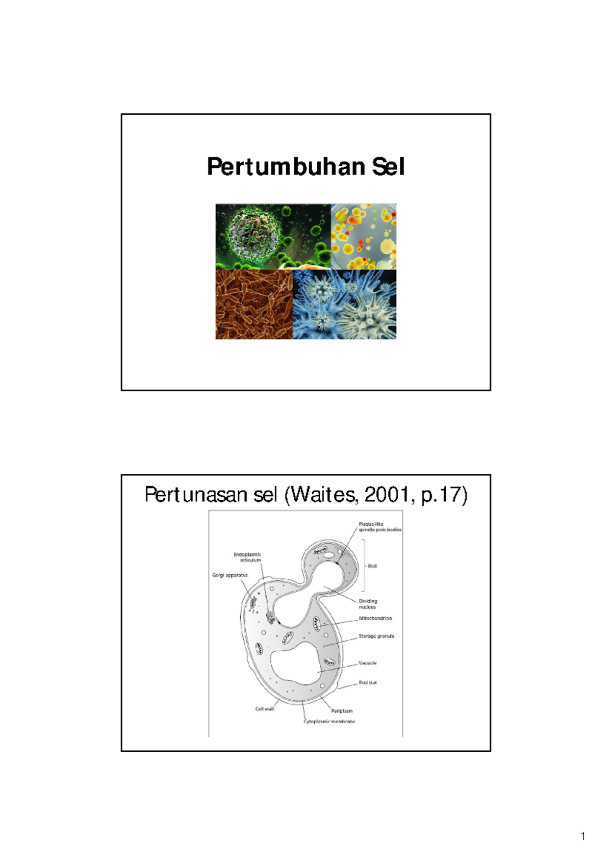 Pertumbuhan Sel - KEEP SPIRIT - Pertumbuhan Sel Pertunasan sel (Waites ...