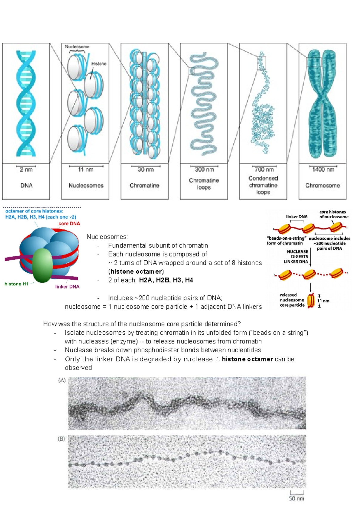 Packaging of DNA - Nucleosomes: - Fundamental subunit of chromatin ...