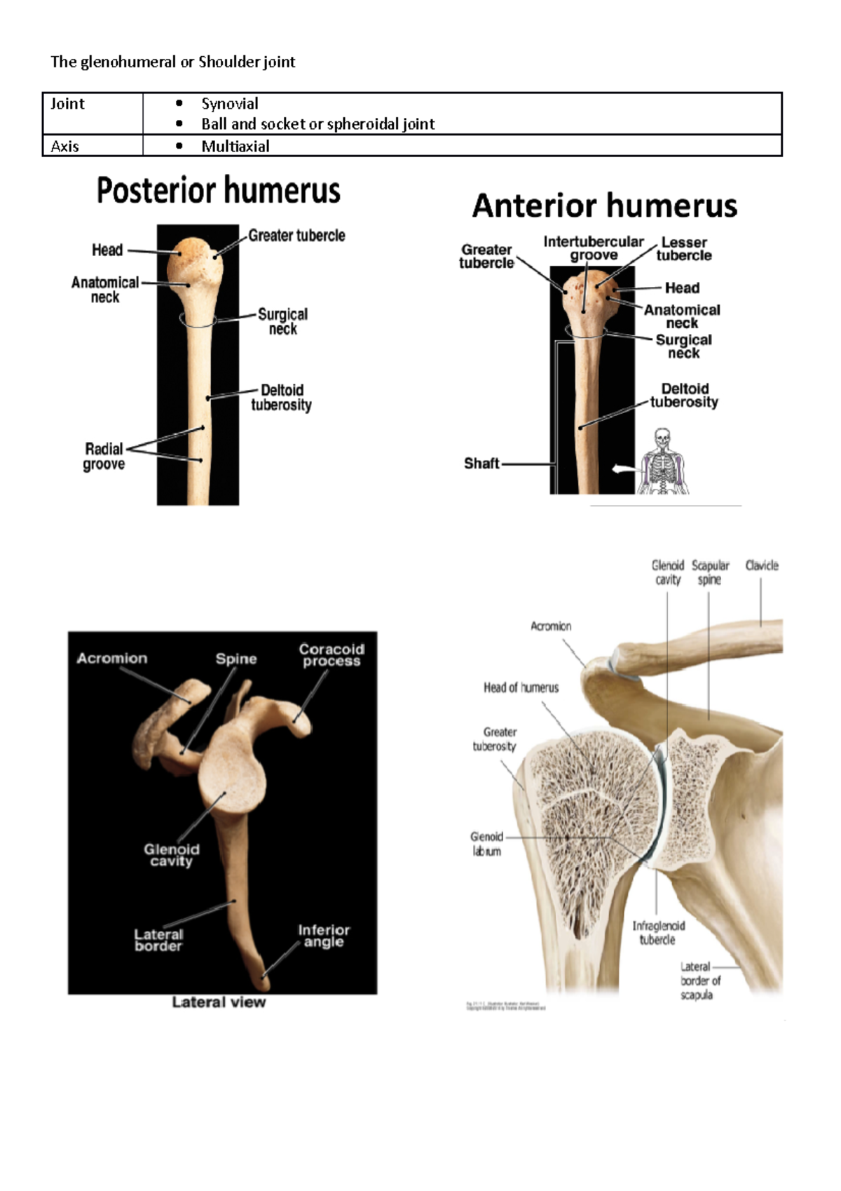 Anatomy Week 3 - wk3 - The glenohumeral or Shoulder joint Joint Axis ...