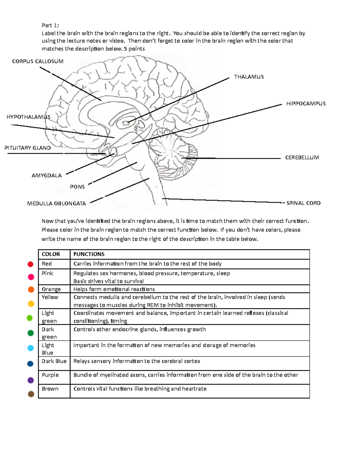 Brain Anatomy - Psychobiology - Part 1: Label the brain with the brain ...