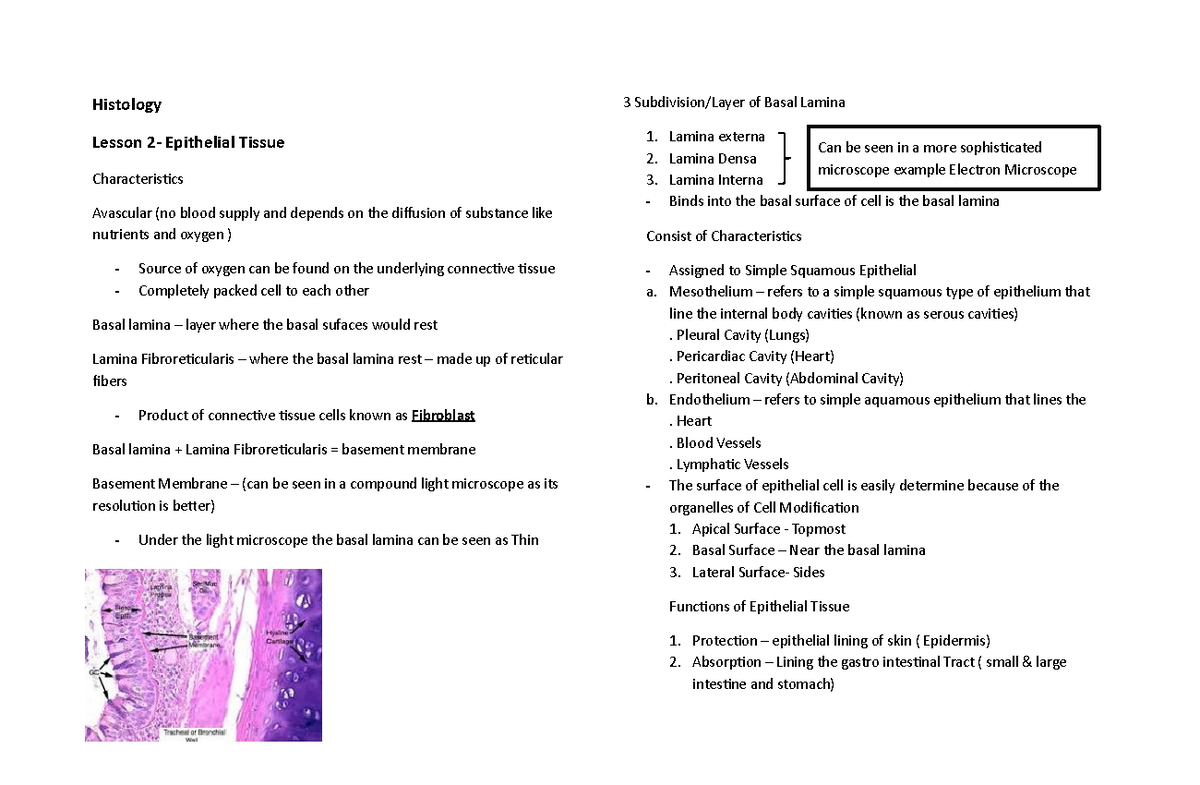Histology Lesson 2 Epithelial Tissue - 2. 3. Lamina externa Can be seen ...