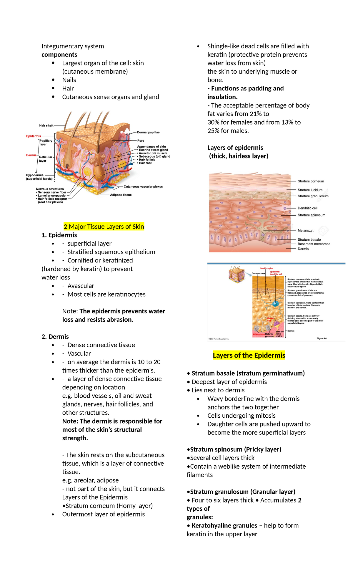 Anaphy lec integ( midterm 1) - Integumentary system components Largest ...