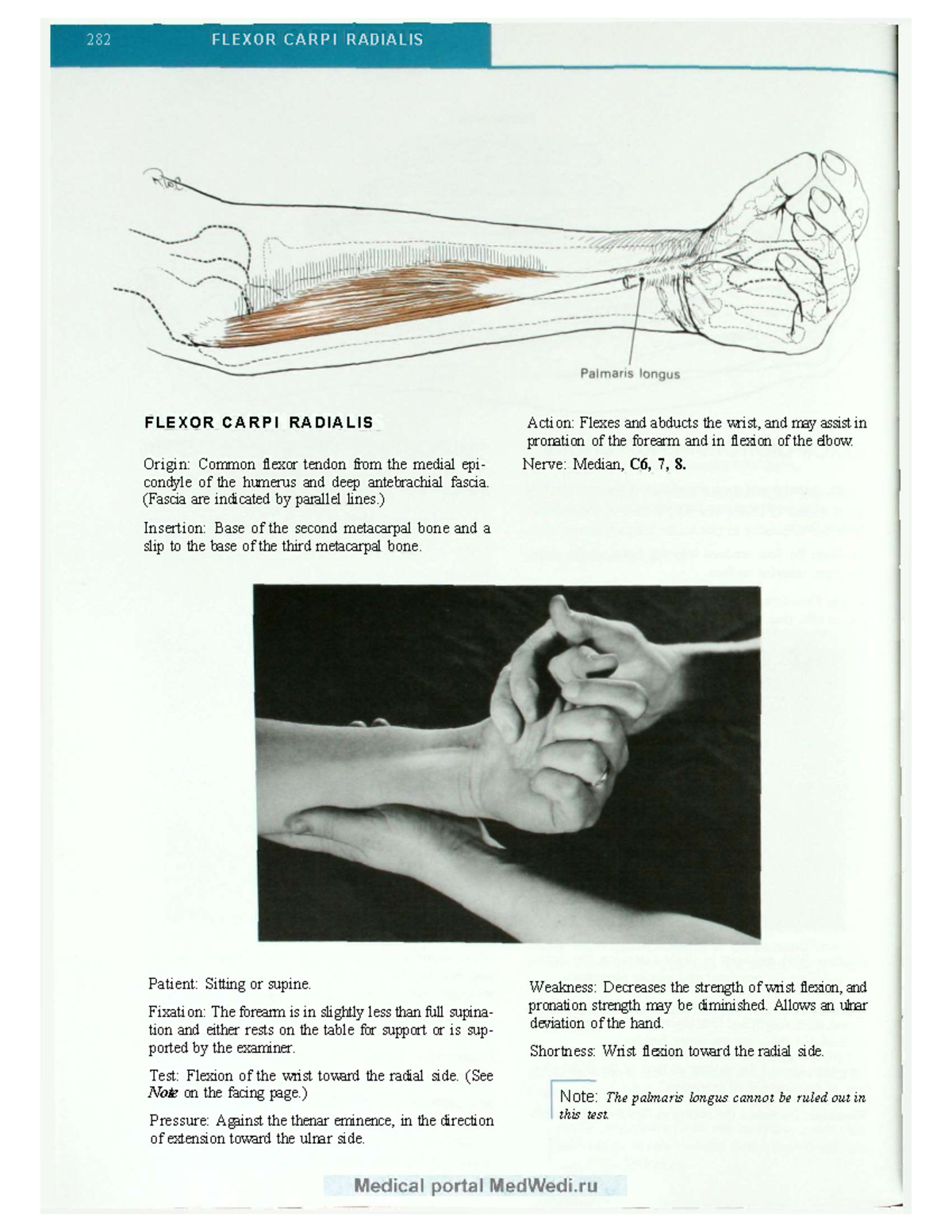 All muscles MMT - Muscle MMT - 282 FLEXOR C A R P I RADIALIS FLE XOR C ...