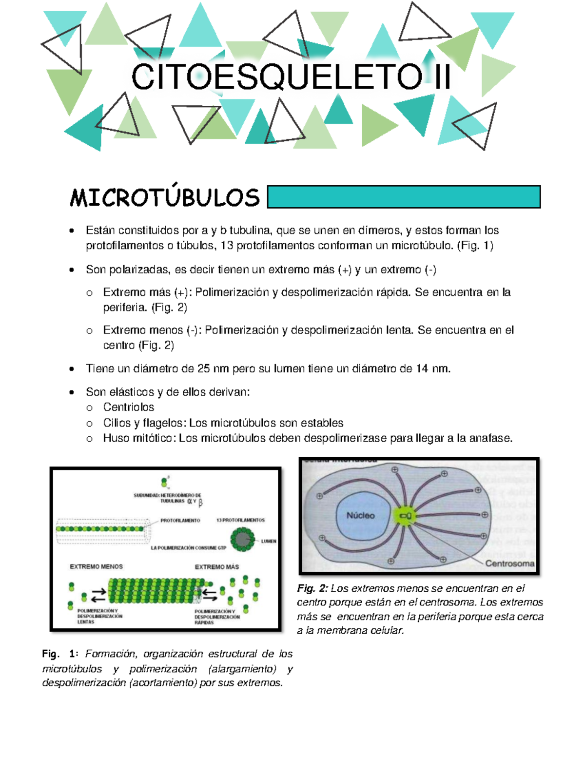Microtúbulos resumen - MICROTÚBULOS • Están constituidos por a y b ...