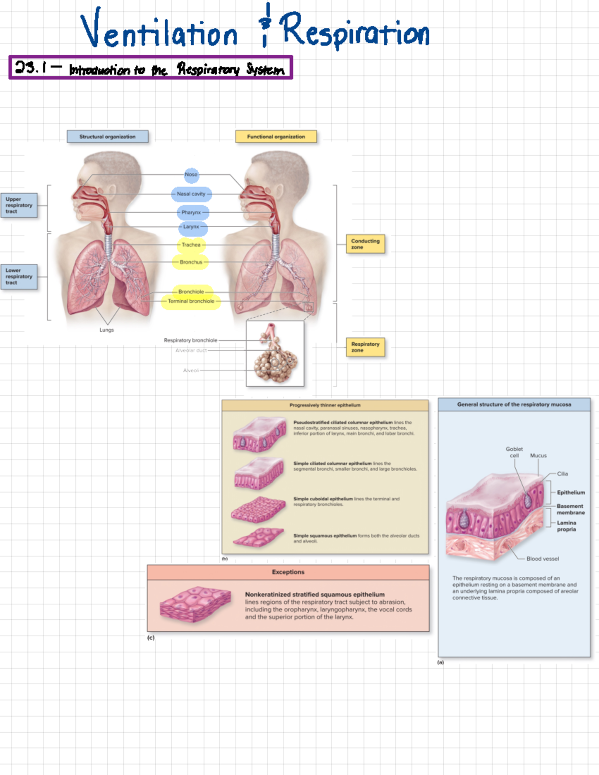 BIOL 111 - Respiration - BIOL 111 - Dr. Josef Buttigieg ...
