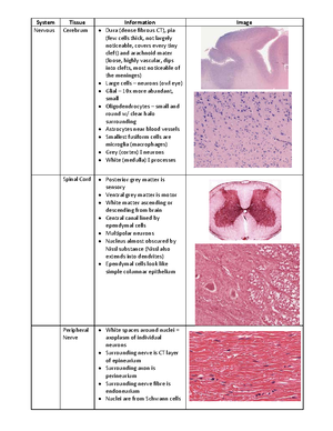 Histology Cheat Sheet - Histology Cheat Sheet Generic Title Macrophage ...