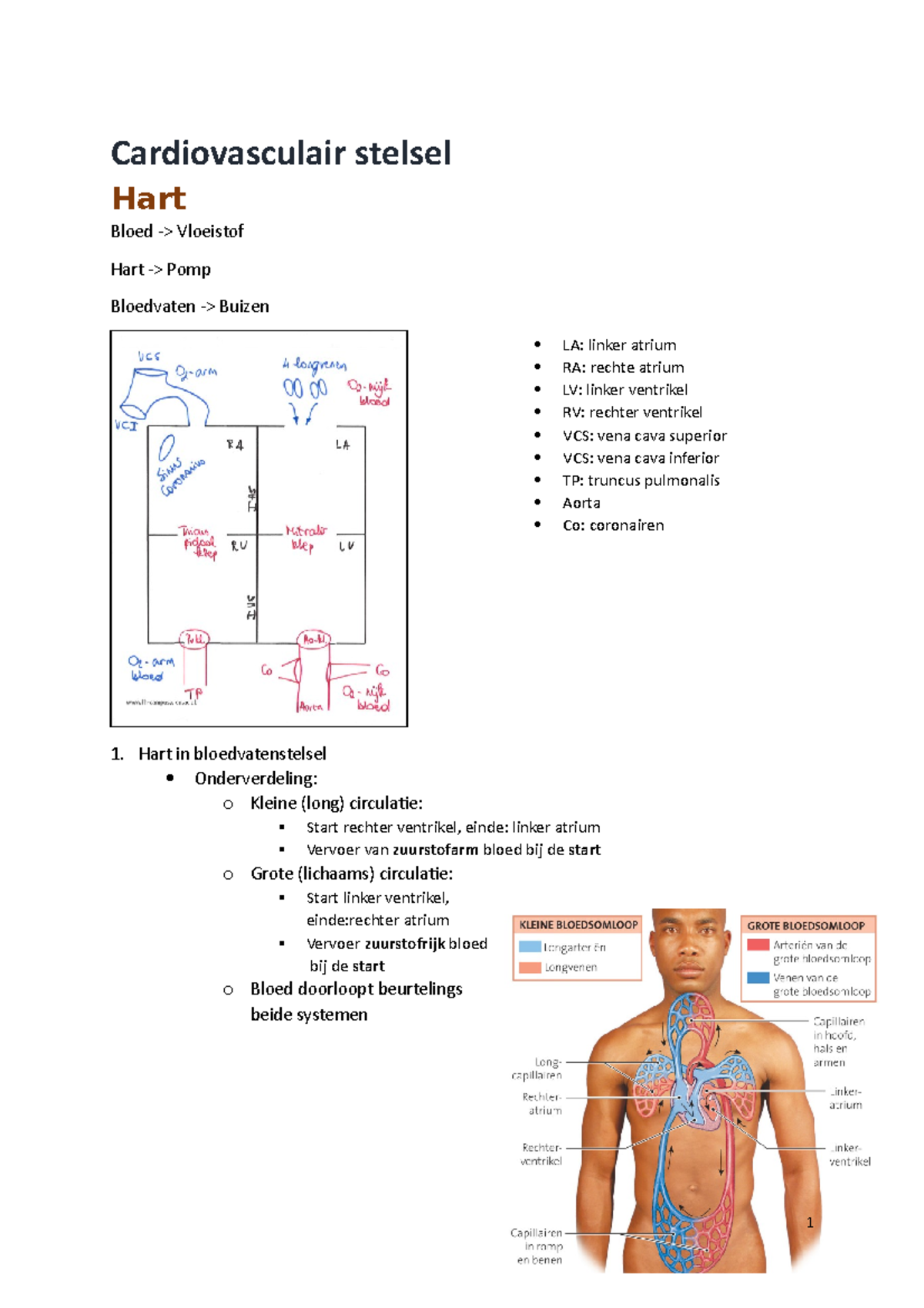 Sammenvatting Cardiovasculair stelsel-hart - Cardiovasculair stelsel Hart Bloed -> Vloeistof ...
