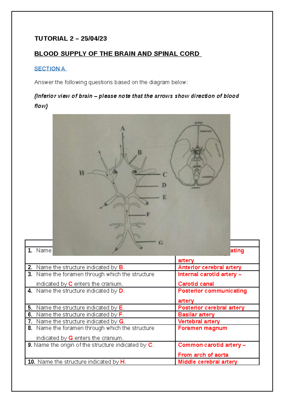 Tutorial 2 Anat 101 Answers - TUTORIAL 2 – 25/04/ BLOOD SUPPLY OF THE ...