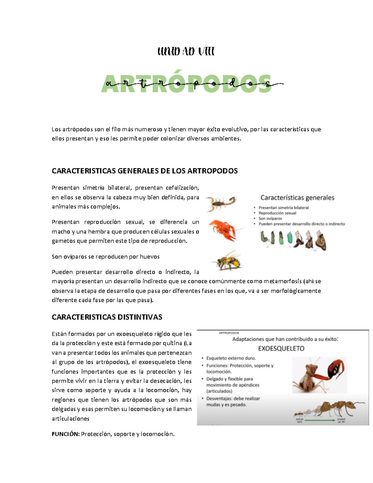 Artropodos - Artrópodos - UNIDAD VIII ARTRÓPODOS Los artrópodos son el ...