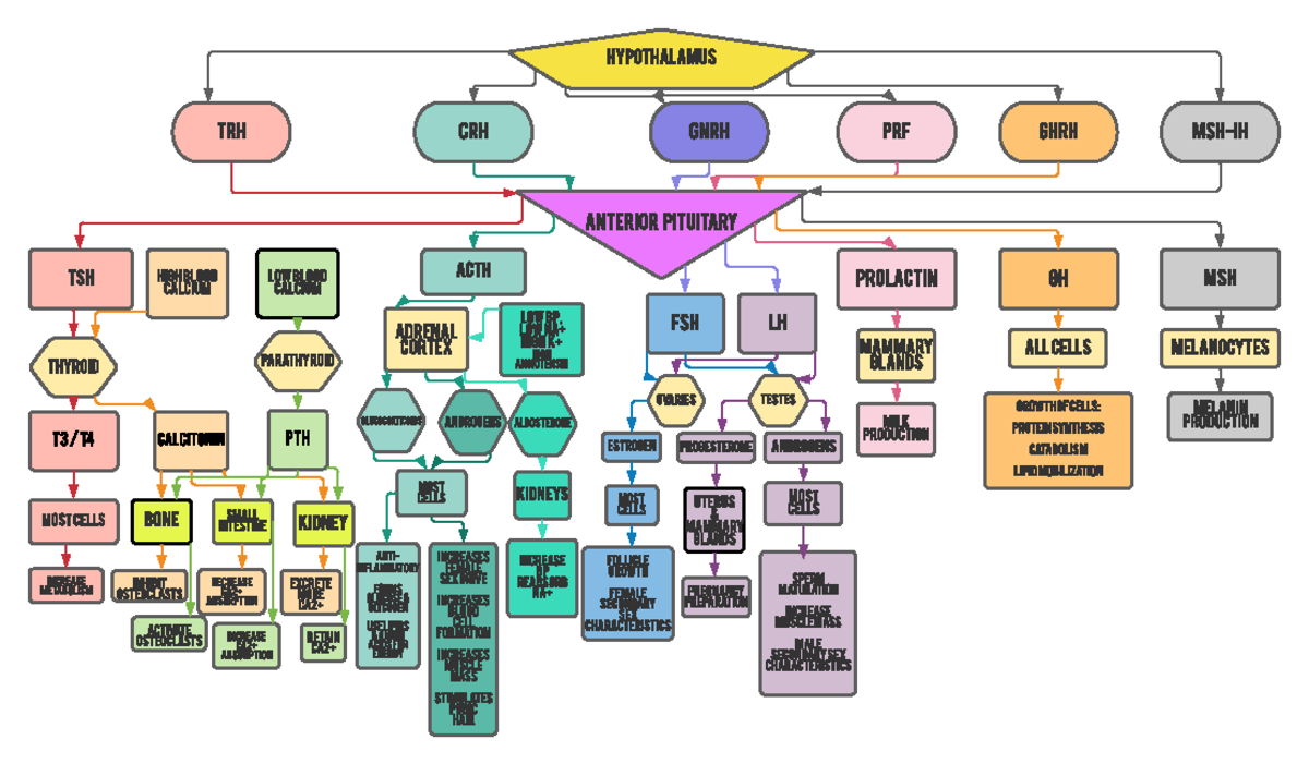 Hormone Chart - Flowchart - Hy pot hal amus TRH CRH PRF GHRH MSH- IH ...