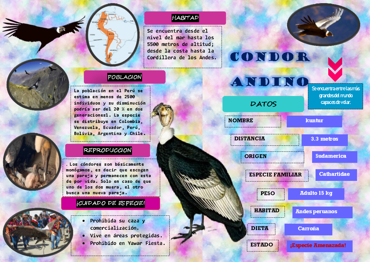 Condor Andino , Ave de los Andes Peruanos - DATOS HABITAD POBLACION ...