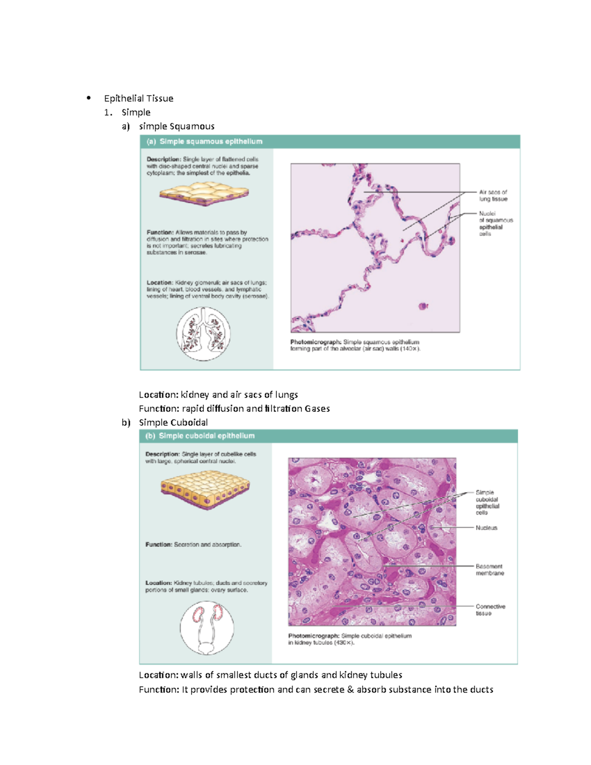Tissue - n/a - Epithelial Tissue 1. Simple a) simple Squamous Location ...