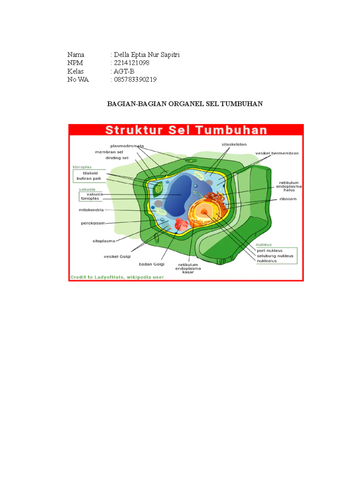 Organel Sel dan Fungsinya - Nama : Della Eptia Nur Sapitri NPM ...