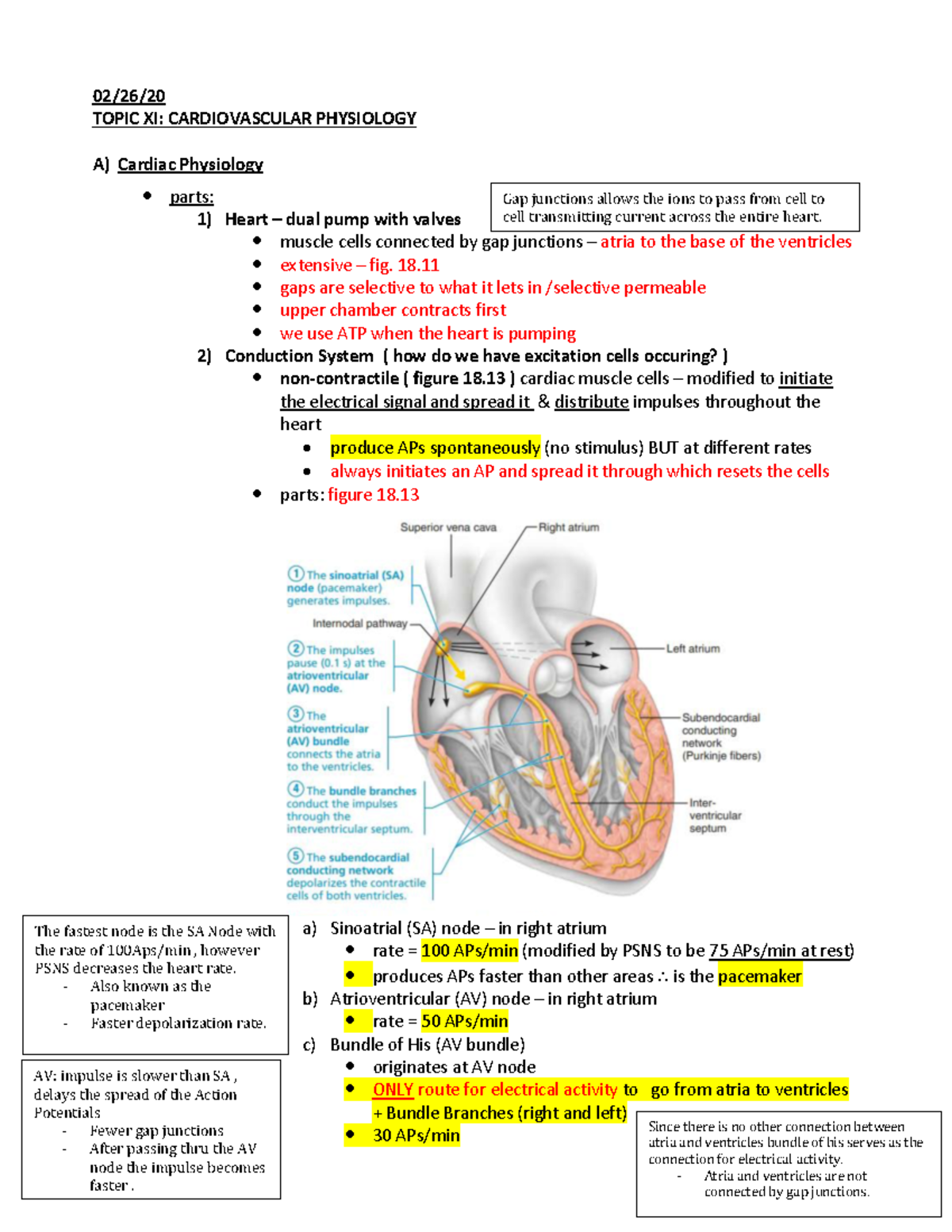BIOL1412 Cardiology - Physiology Notes with annotations from the ...