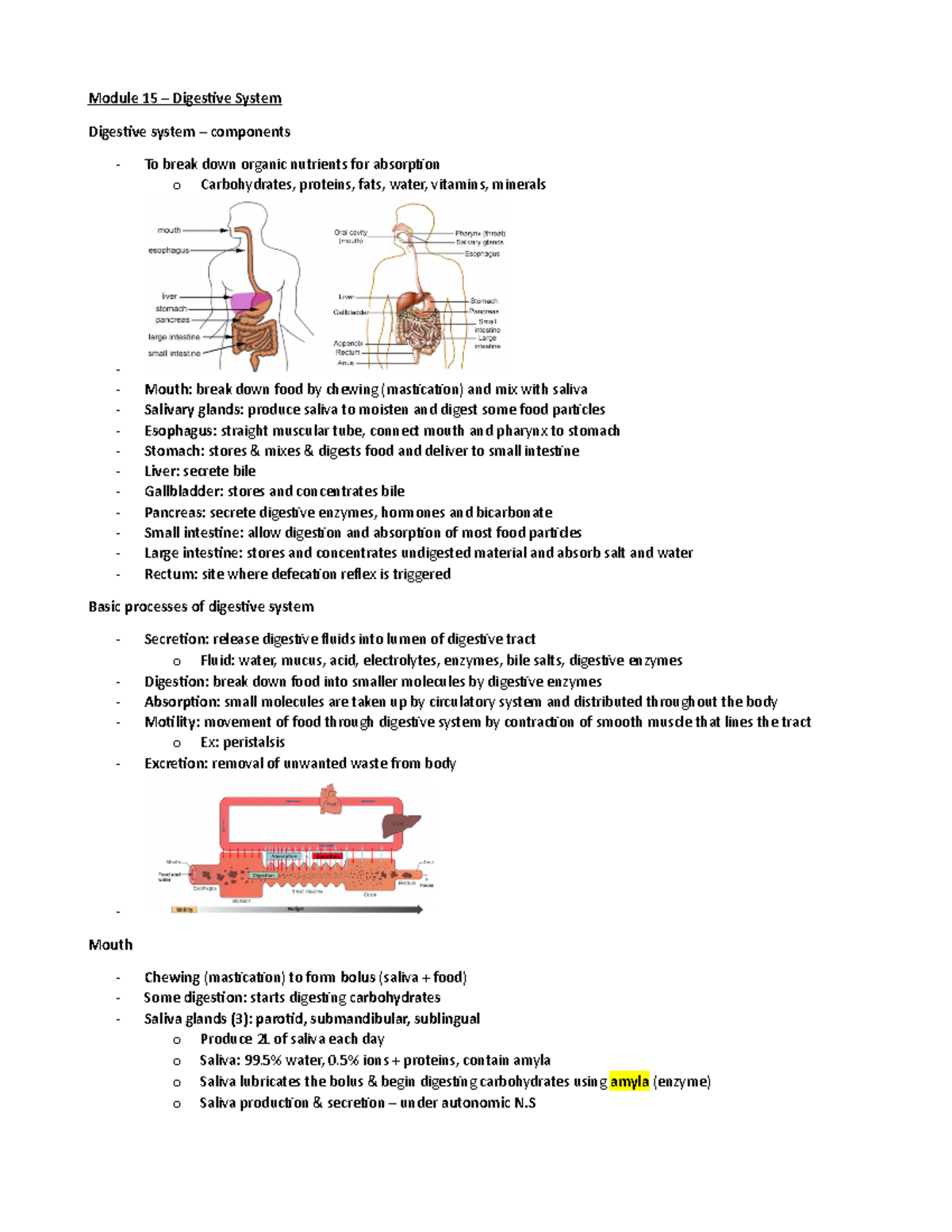 Module 15 - Digestive System - Module 15 – Digestive System Digestive ...