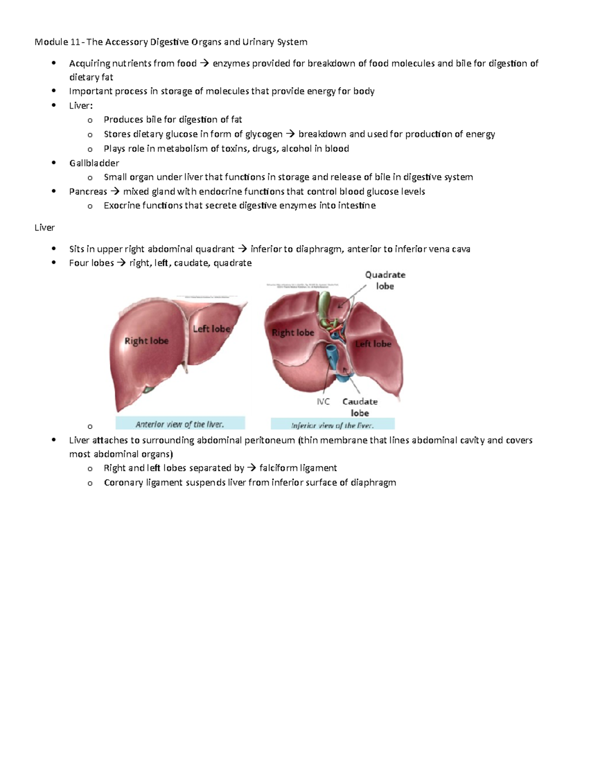 Module 11 - Module 11- The Accessory Digestive Organs and Urinary ...